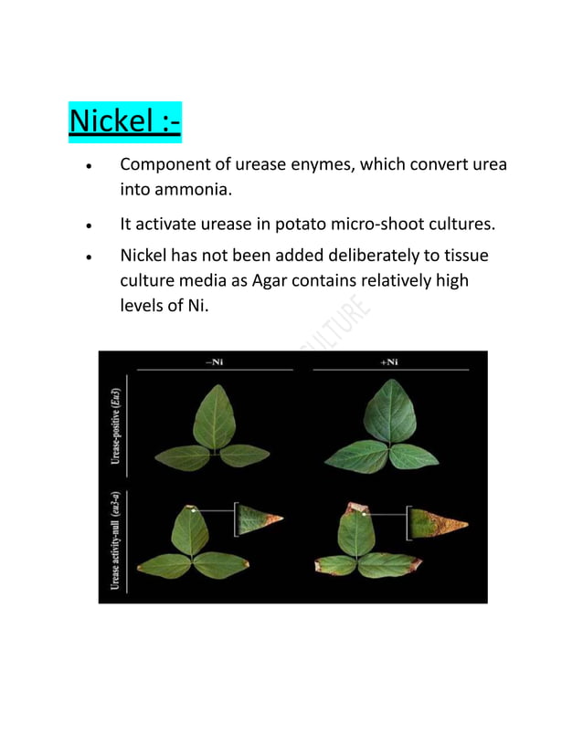 Macro & Macronutrient in plant tissue culture | PPTX
