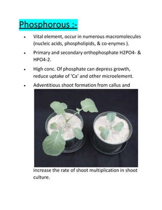 Macro & Macronutrient in plant tissue culture | PPTX