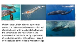 Oceanic Blue Carbon | PPTX