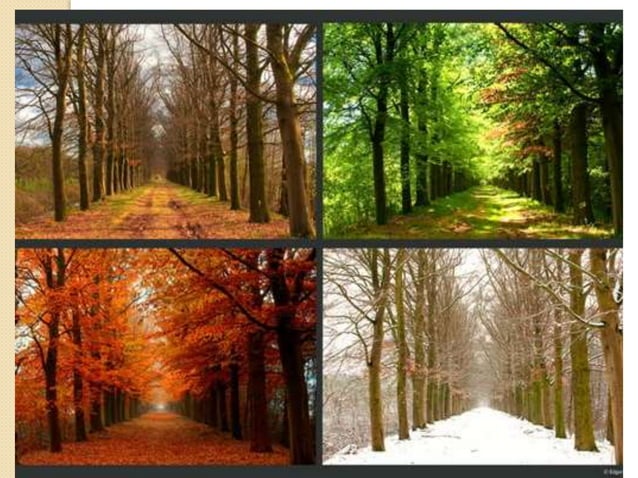 Godisnja doba irina | PPTX