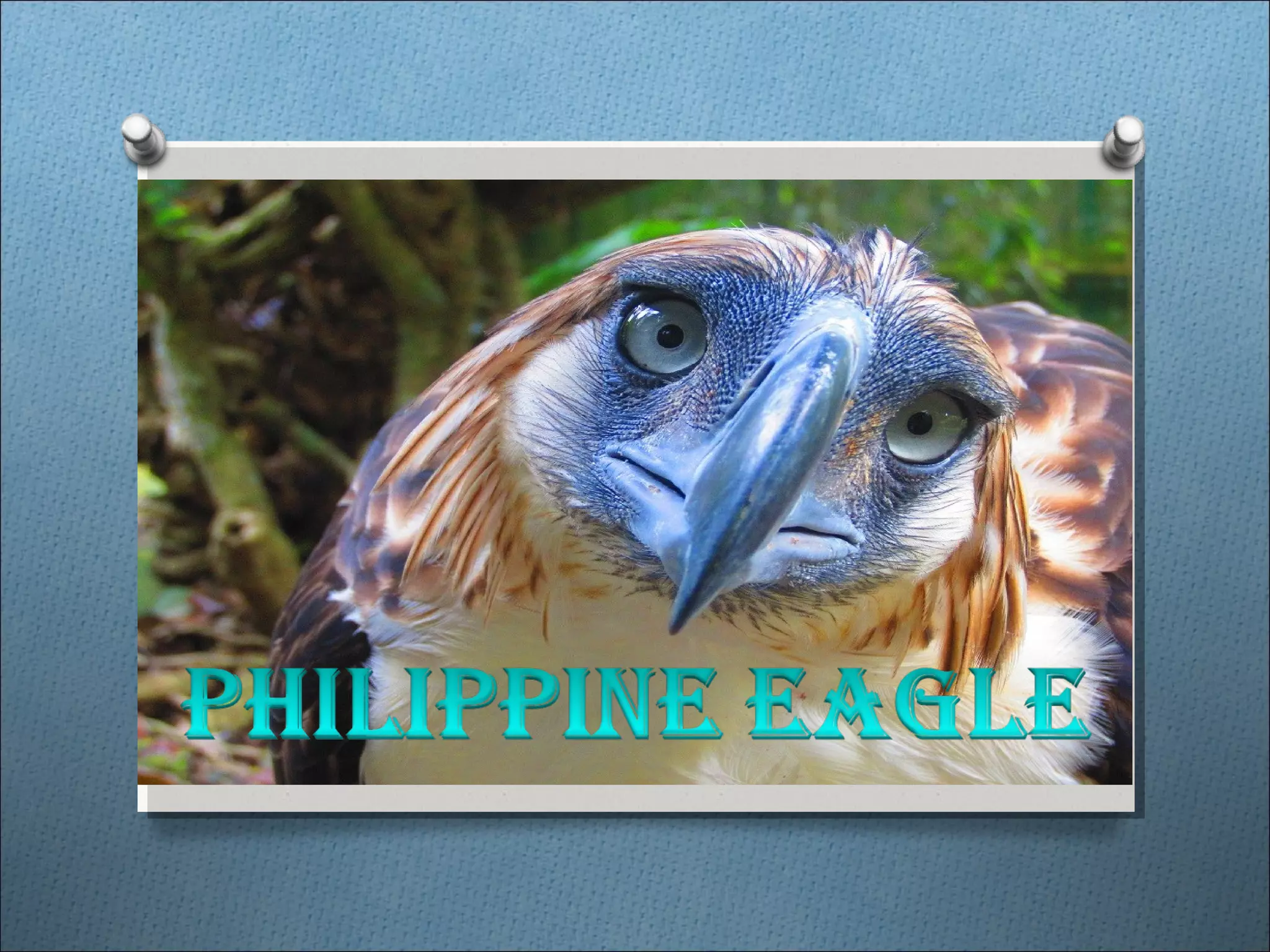 Republic Act 9147 ("Wildlife Resources Conservation and Protection Act ...