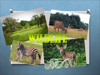 Republic Act 9147 ("Wildlife Resources Conservation and Protection Act ...