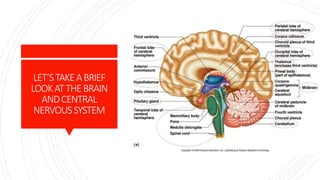 GOD & THE BRAIN PPT SERMON.ppt by Richelyn Espenidax | PPTX