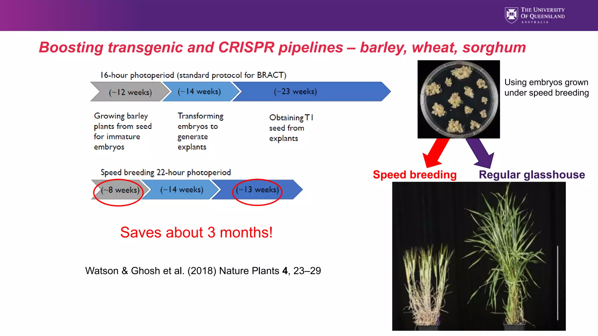 Gene editing with CRISPR/Cas9: sorghum as a case study | PPTX