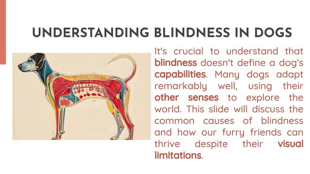 Going Blind Dog | PPT