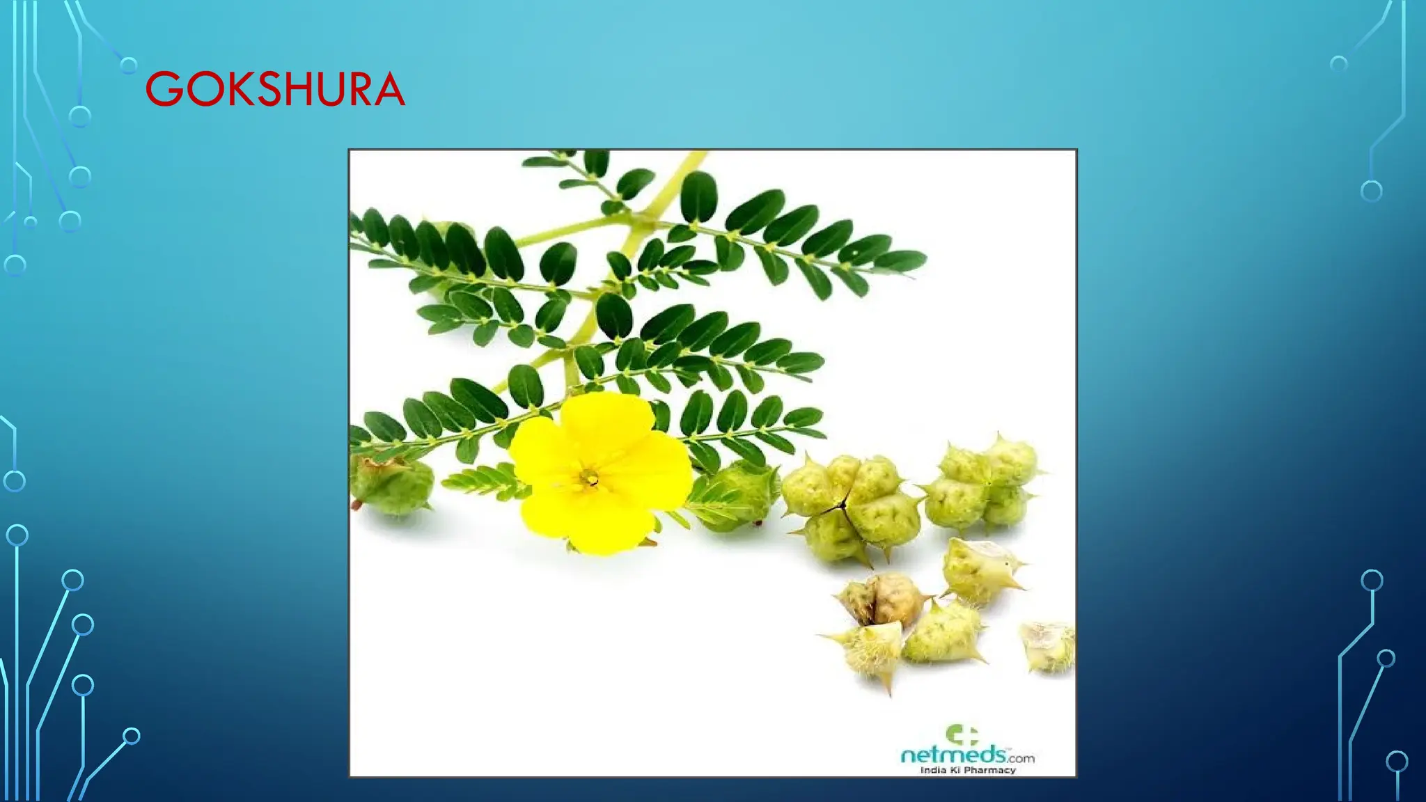 gokshura.pptx ayurveda presentation dg dep | PPTX