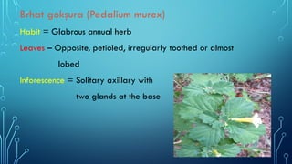 gokshura.pptx ayurveda presentation dg dep | PPTX