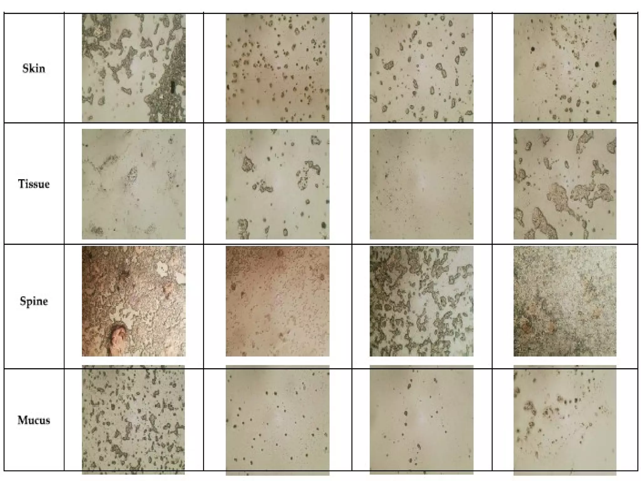 Scorpion fish -Toxin and its potential effect | PPT