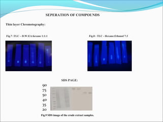 Scorpion fish -Toxin and its potential effect | PPT