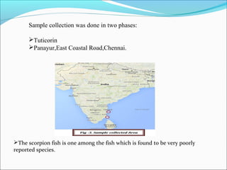 Scorpion fish -Toxin and its potential effect | PPT