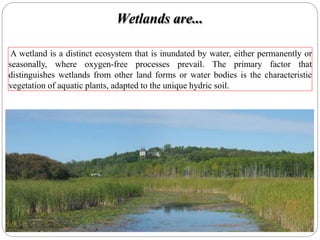 coastal wetland and its thereats | PPTX