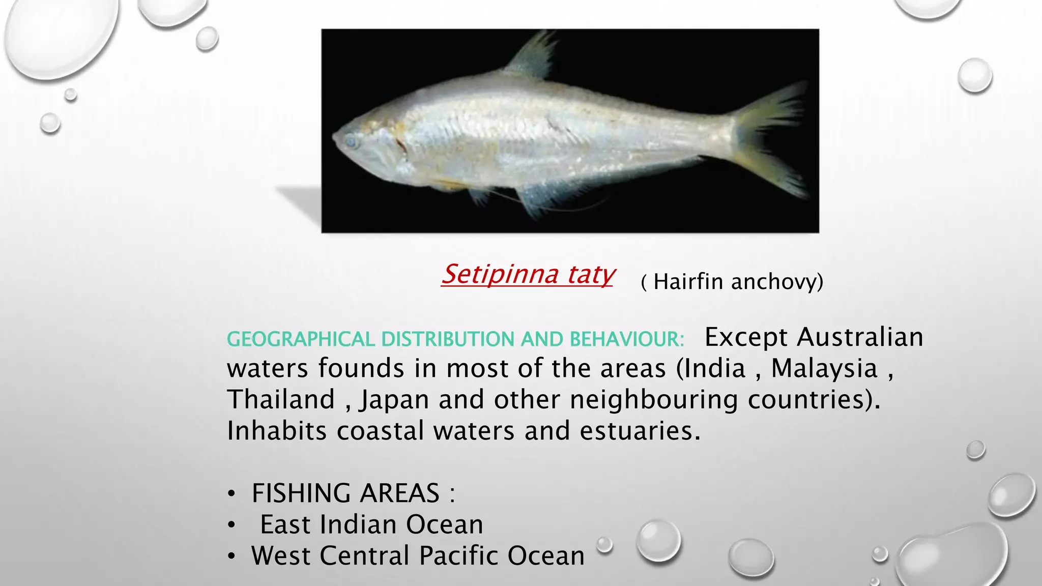 Gold%20spotted%20grenadier%20Anchovy.pptx