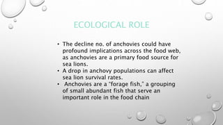 Gold%20spotted%20grenadier%20Anchovy.pptx