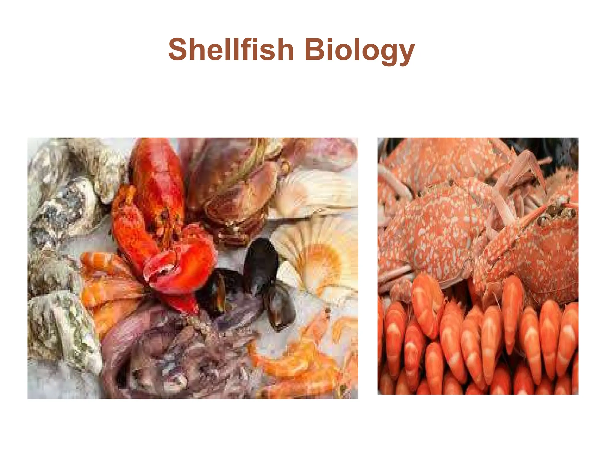 Macrobrachium rosenbergii (Golda) -Shellfish Biology | PDF