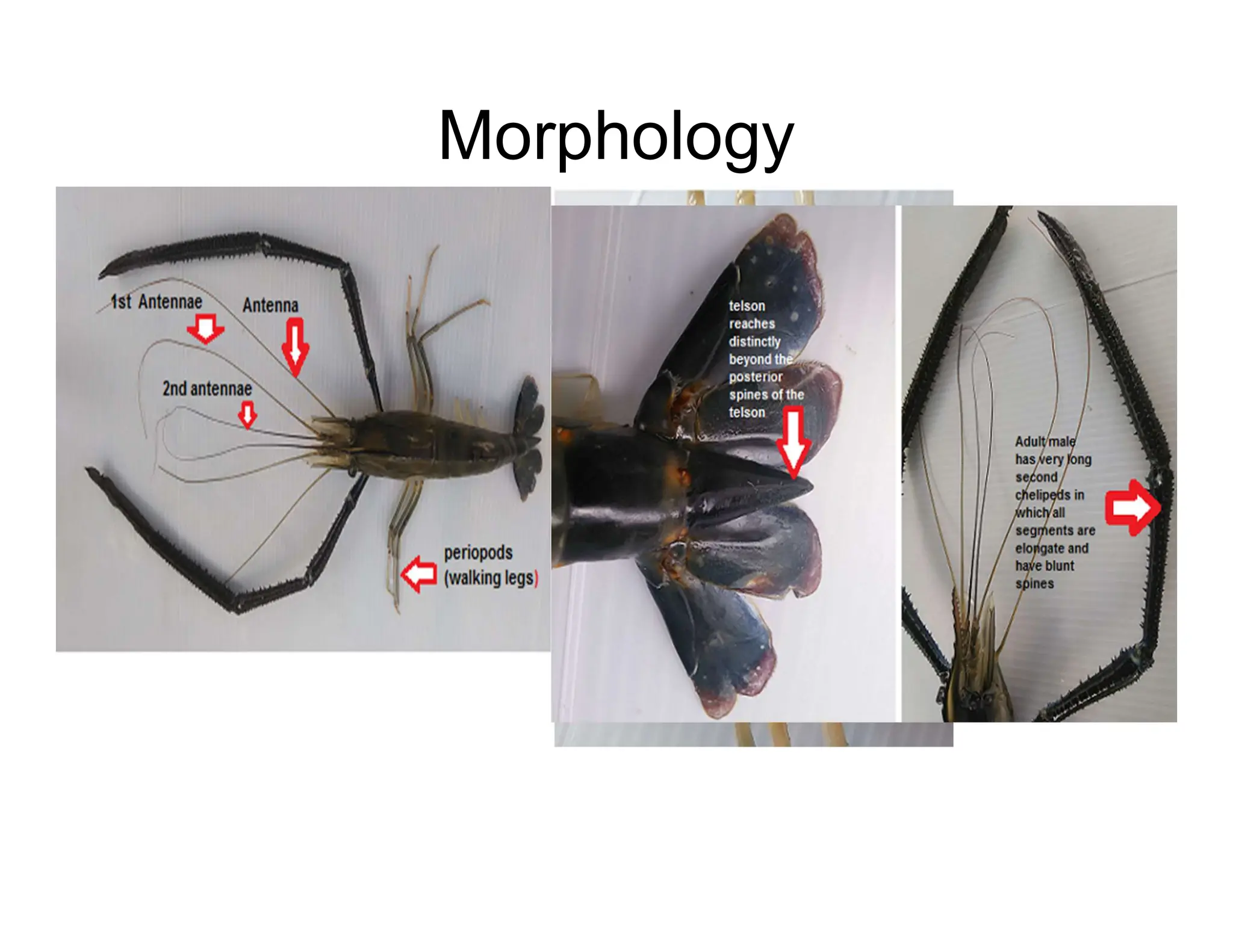 Macrobrachium rosenbergii (Golda) -Shellfish Biology | PDF