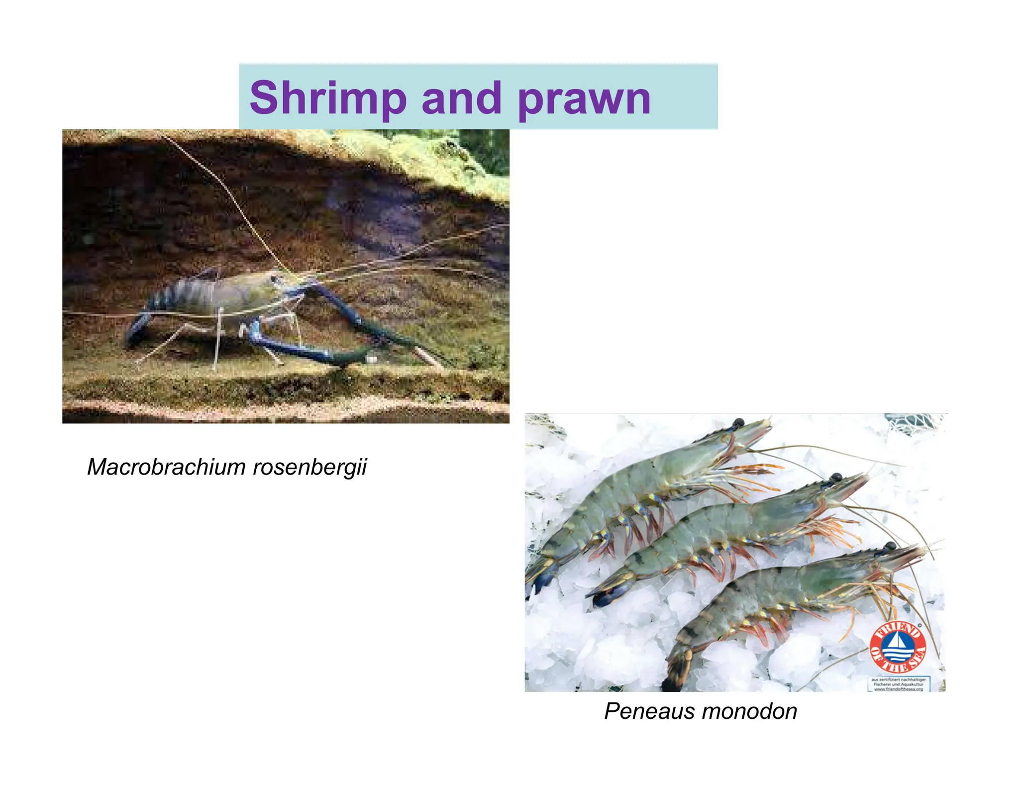 Macrobrachium rosenbergii (Golda) -Shellfish Biology | PDF