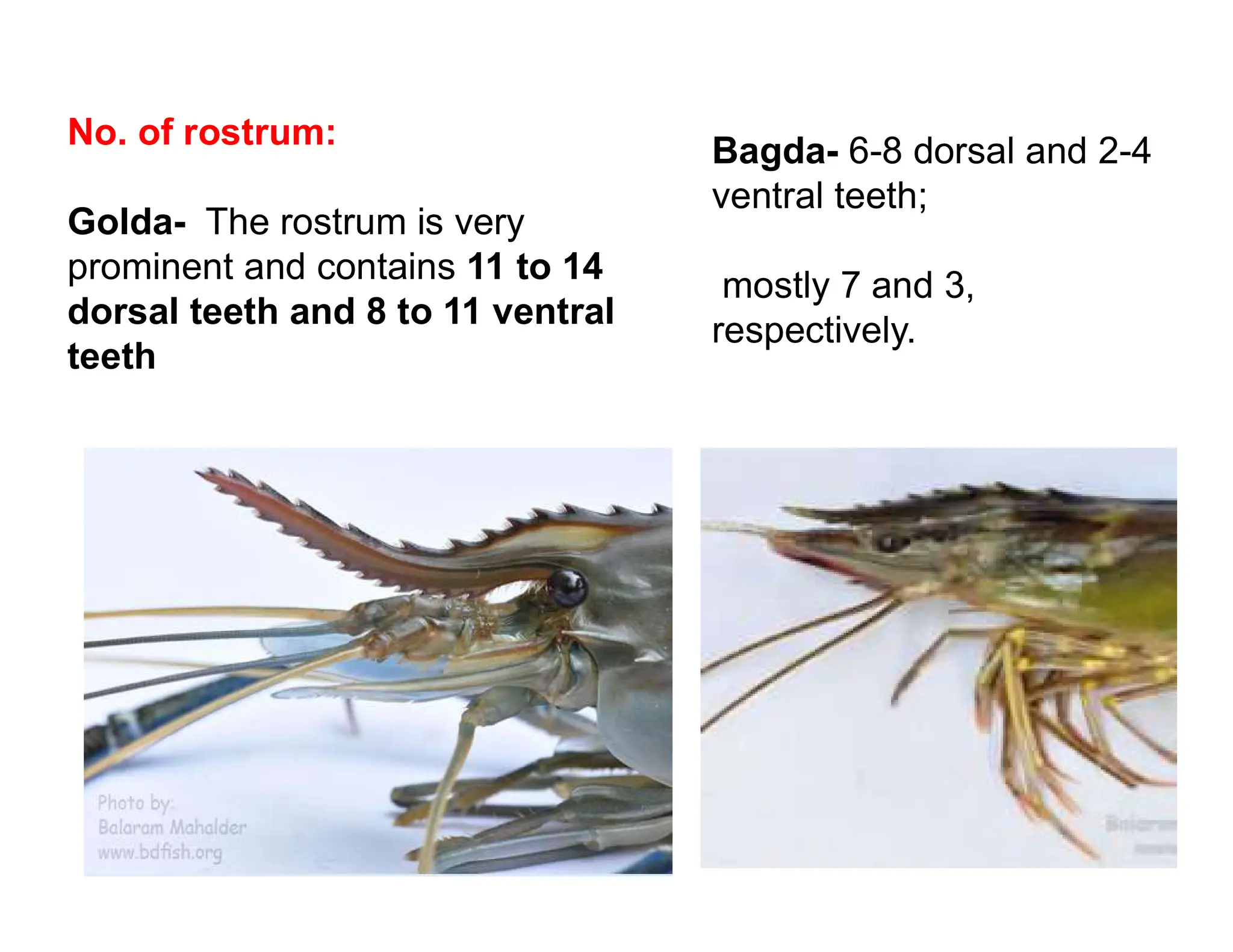 Macrobrachium rosenbergii (Golda) -Shellfish Biology | PDF