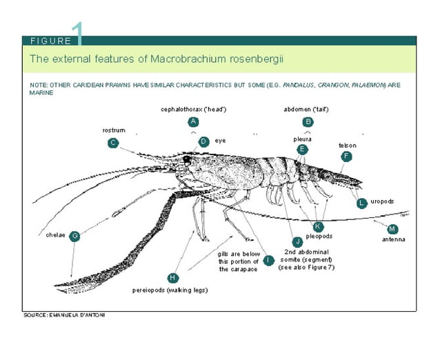 Macrobrachium rosenbergii (Golda) -Shellfish Biology | PDF
