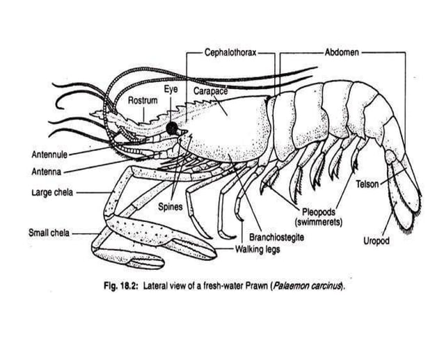 Macrobrachium rosenbergii (Golda) -Shellfish Biology | PDF