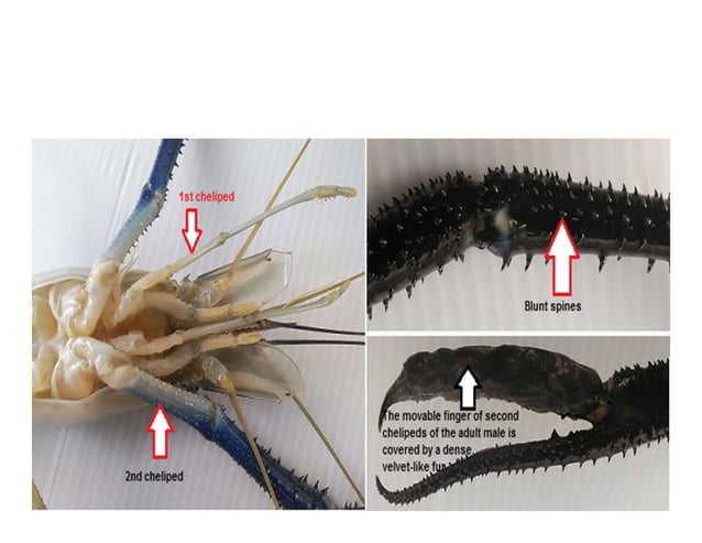 Macrobrachium rosenbergii (Golda) -Shellfish Biology | PDF