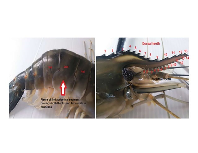 Macrobrachium rosenbergii (Golda) -Shellfish Biology | PDF