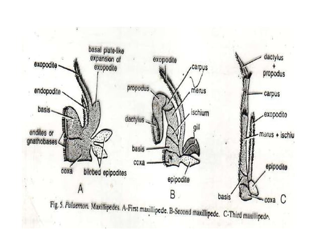 Macrobrachium rosenbergii (Golda) -Shellfish Biology | PDF