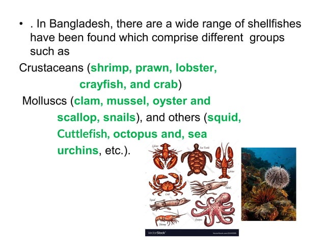 Macrobrachium rosenbergii (Golda) -Shellfish Biology | PDF