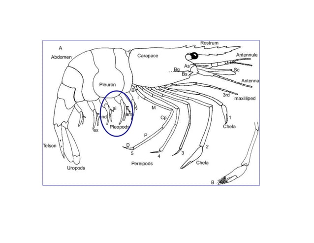 Macrobrachium rosenbergii (Golda) -Shellfish Biology | PDF