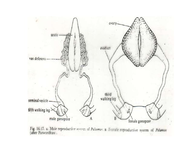 Macrobrachium rosenbergii (Golda) -Shellfish Biology | PDF