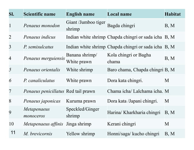 Macrobrachium rosenbergii (Golda) -Shellfish Biology | PDF