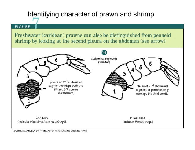 Macrobrachium rosenbergii (Golda) -Shellfish Biology | PDF