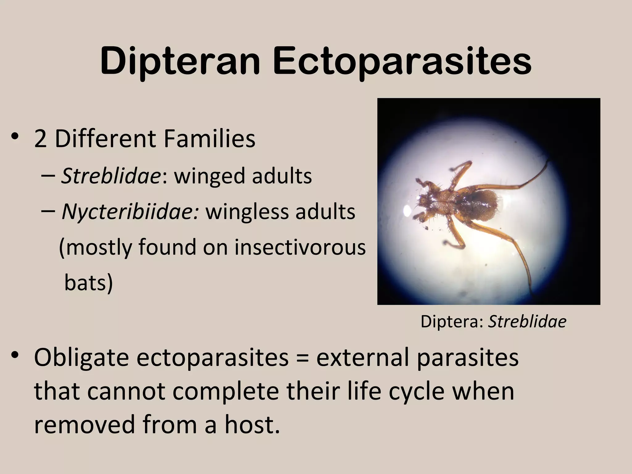 Parasitic bat fly fitness and survival after separation from host | PPT
