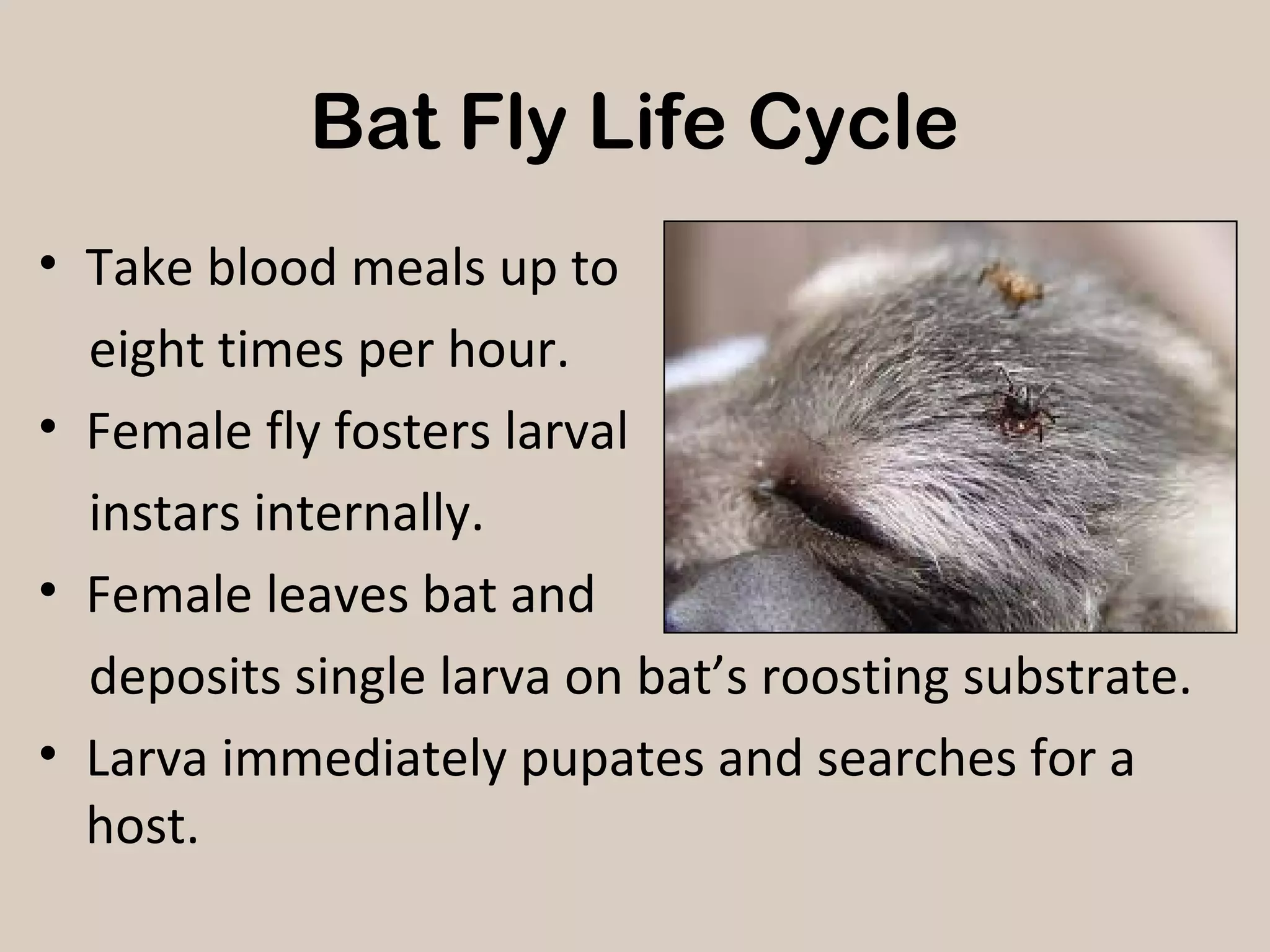 Parasitic bat fly fitness and survival after separation from host | PPT
