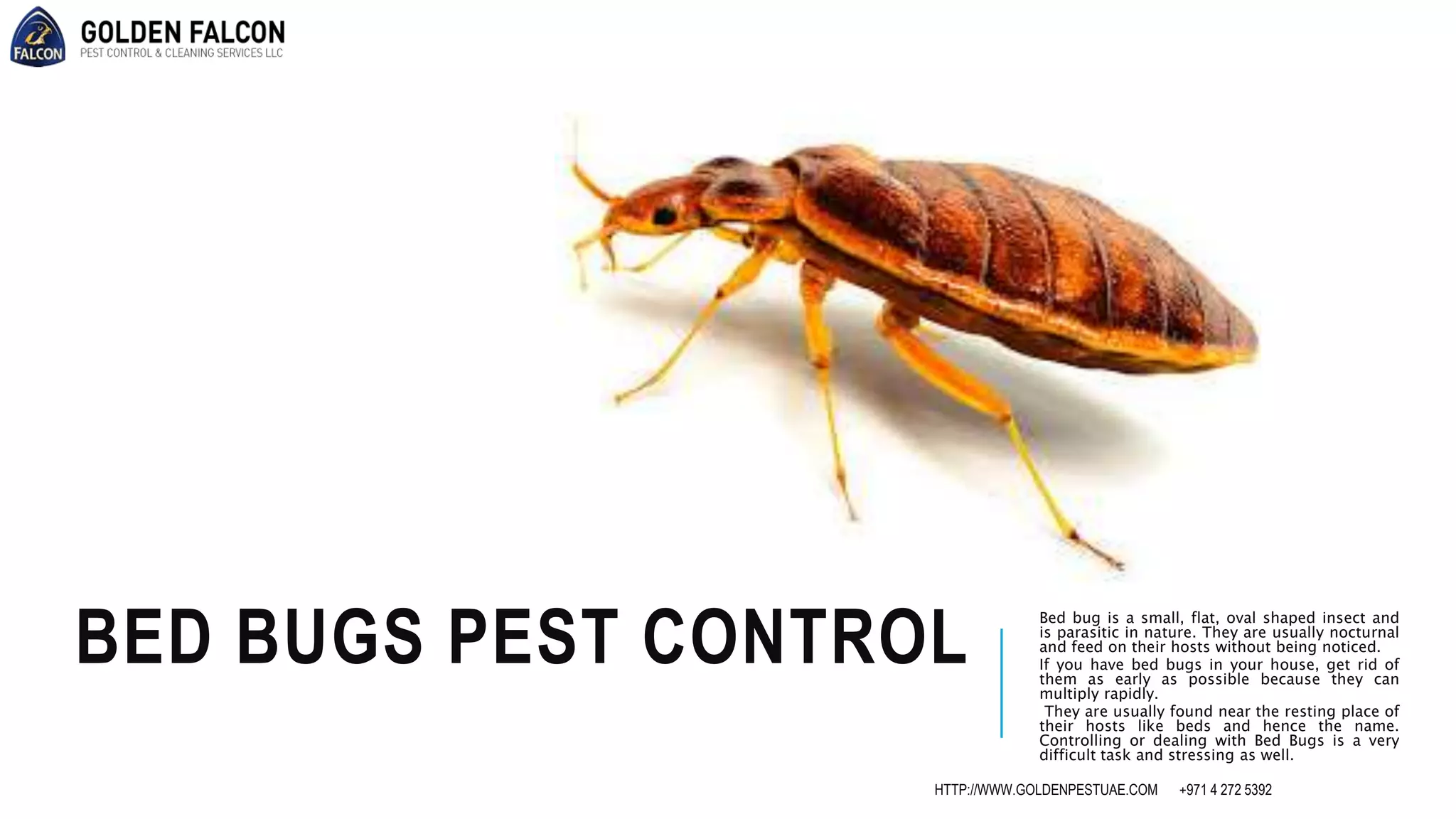 Golden pest | PPT