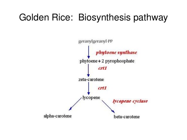 Golden rice-and-bt-crops-los-banos-phil-08-24-2011