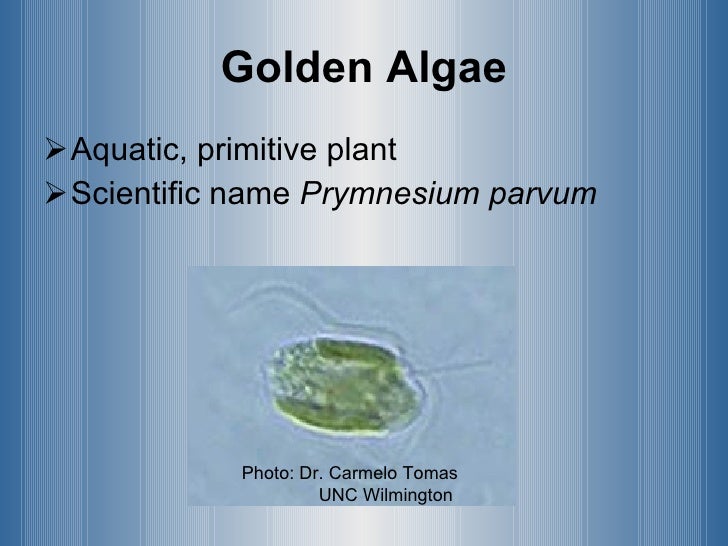 Anatomy Of Algae