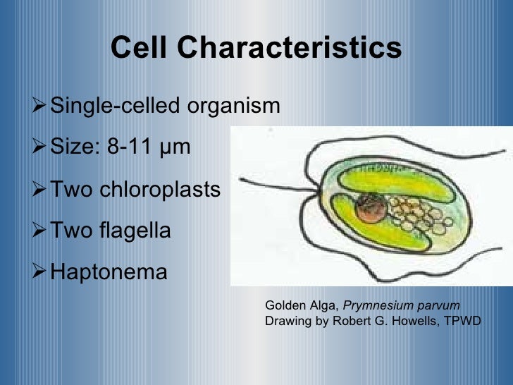Golden Algae Drawing