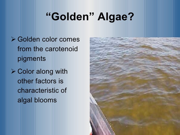Golden Algae Bloom