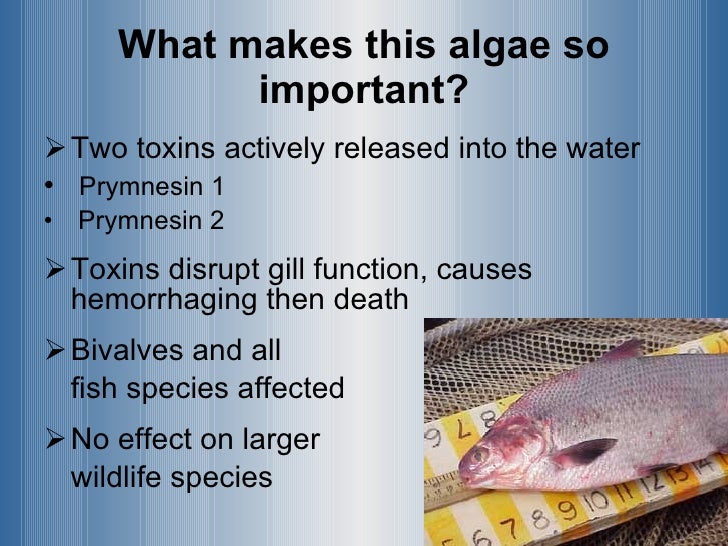 Golden Algae Bloom