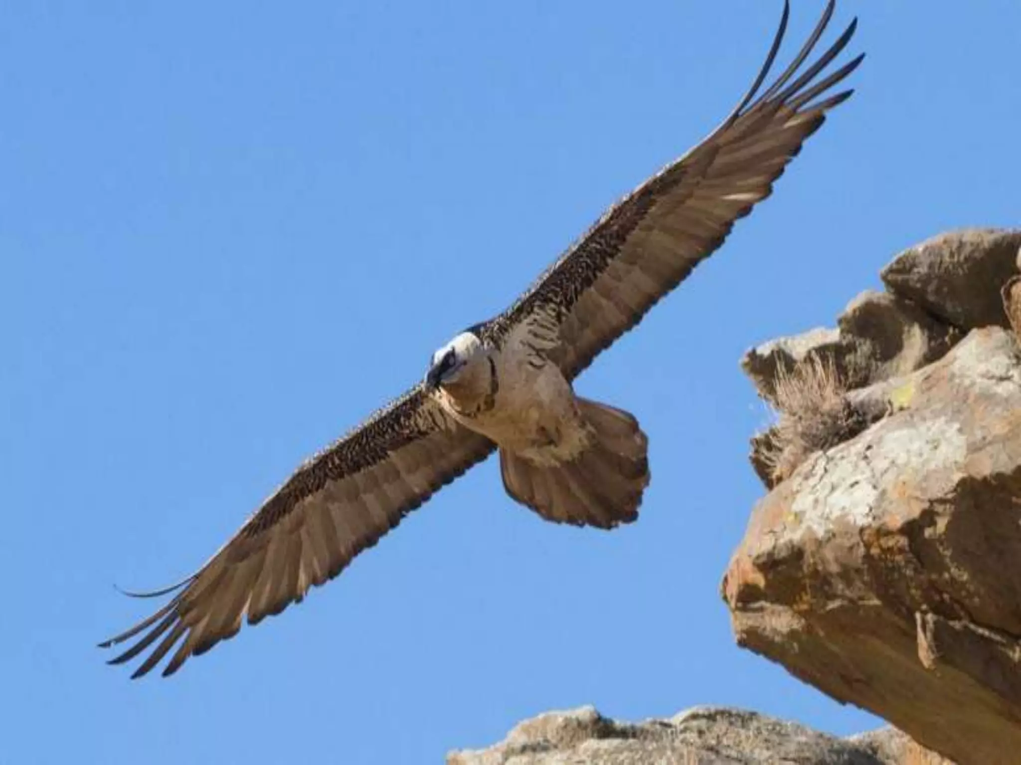 Golden gobi of mongolia | PPTX