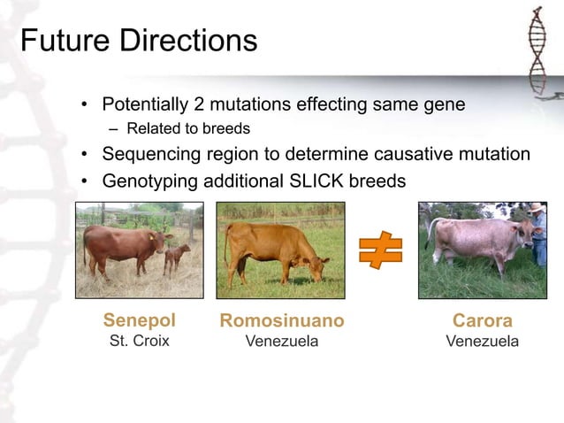 Population Structure & Genetic Improvement in Livestock | PPTX