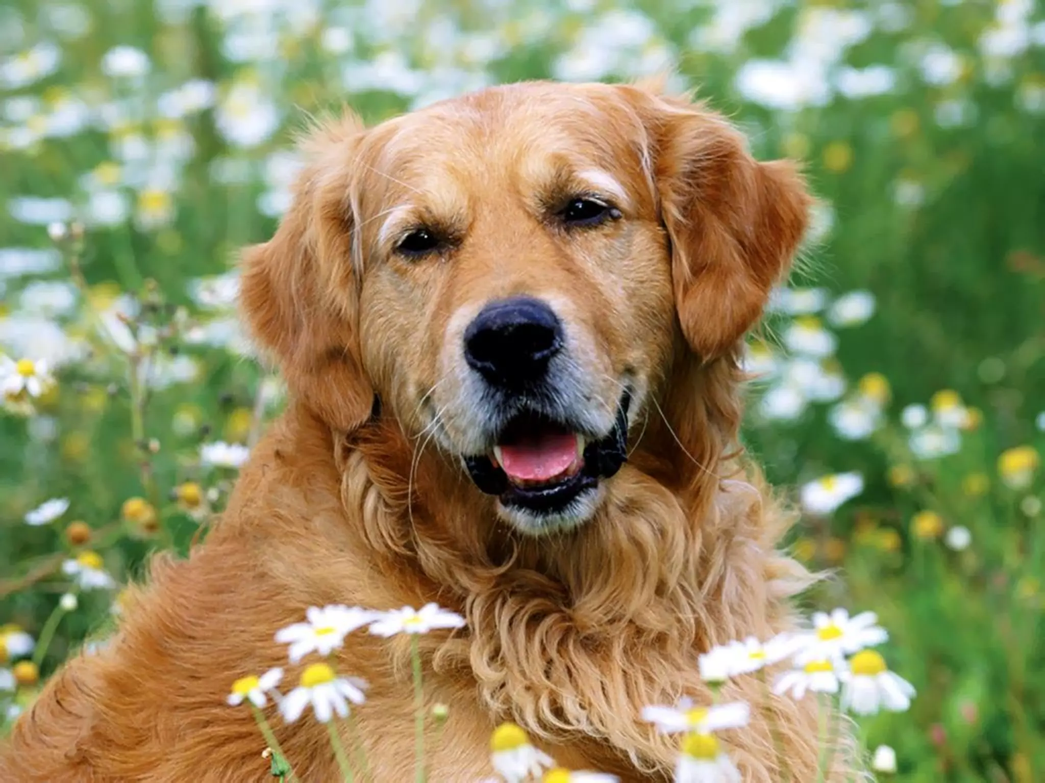 Golden Retriever | PDF