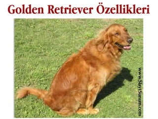 Golden Retriever | PDF