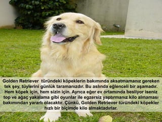 Golden Retriever | PDF