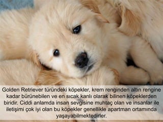 Golden Retriever | PDF