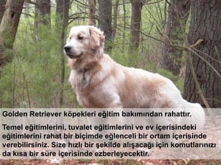 Golden Retriever | PDF