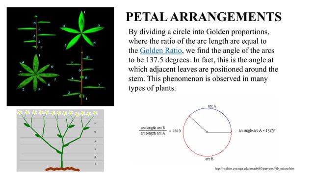 The Golden Ratio | PPTX | Physics | Science