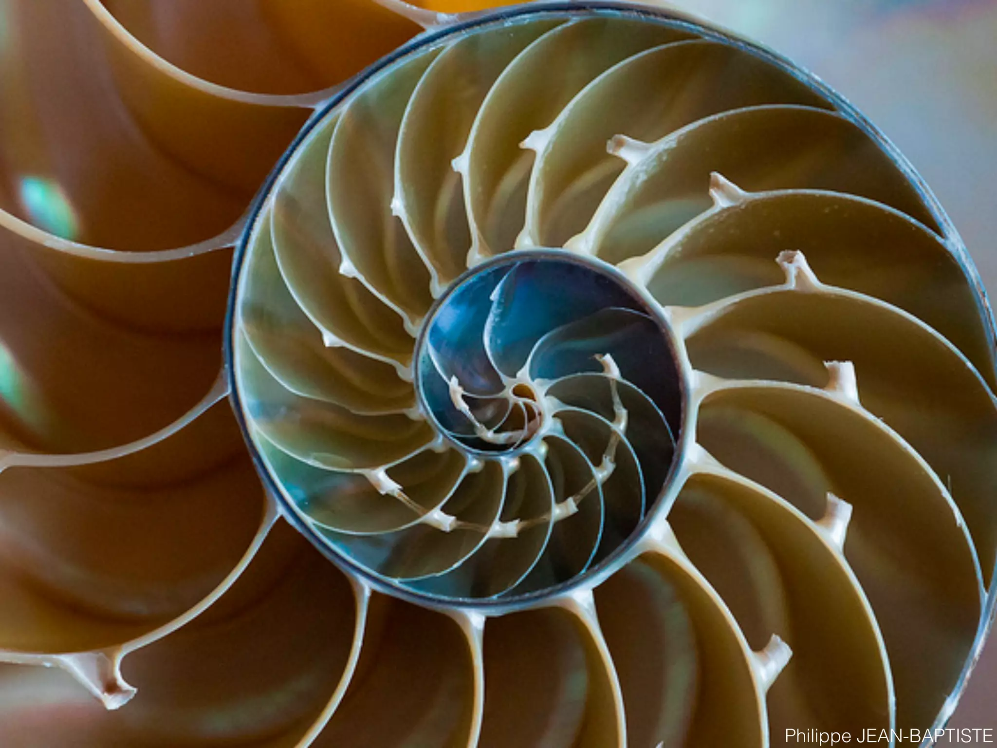 Golden ratio - Le Nombre d'or | PDF