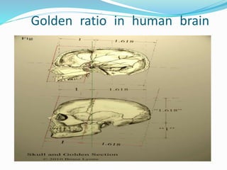 Golden ratio | PPTX