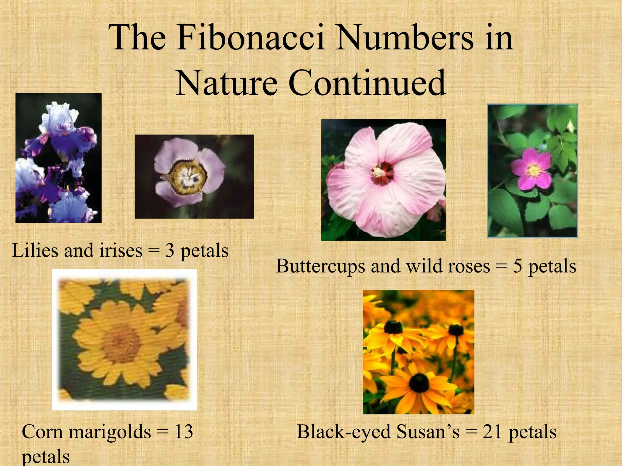 golden Ratio Rule that is related to FIBONACCI SEQUENCE.ppt